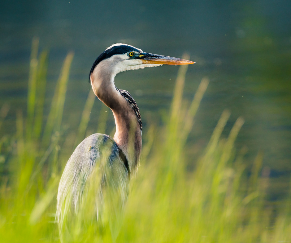 Sea Pines Community Services Associates › Wildlife Safety